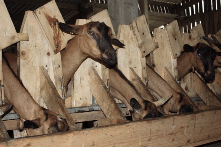 How Much Space Do Goats Need? - Goat Journal